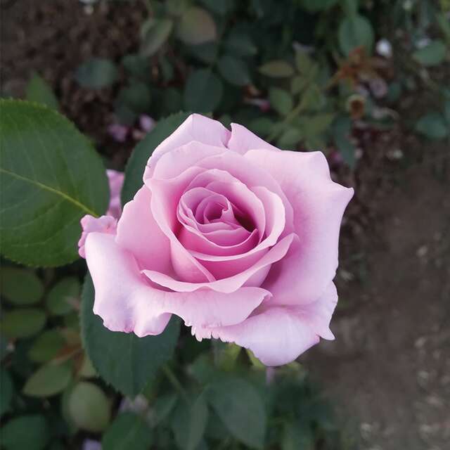 Sad.ruža čajevka Mainzer Fastnacht, plava, Floris
