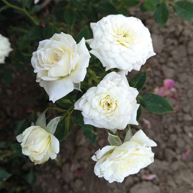 Sad.ruža mini White jam, bela, Floris