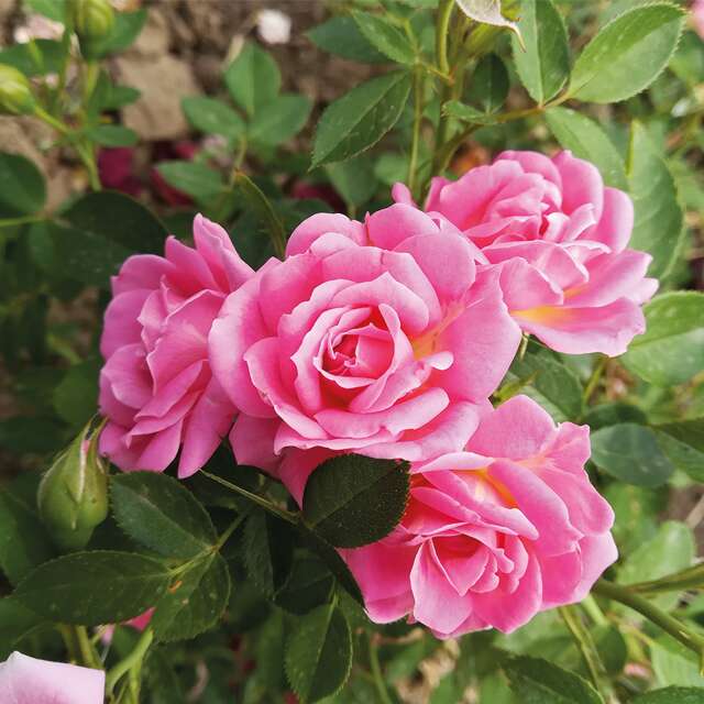 Sad.ruža mini Bella simphony, roza, Floris