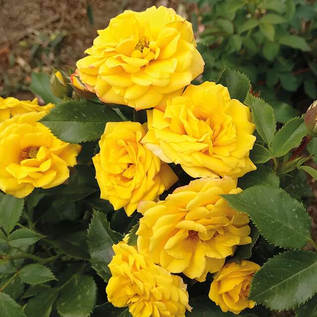 Sad.ruža mini Gold Majandina, žuta, Floris