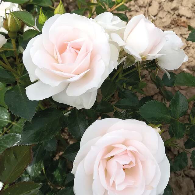 Sad.ruža parkovska Aspirin, bela, Floris