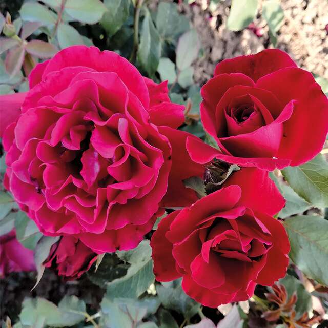 Sad.ruža puzavica Don Juan, bordo, Floris