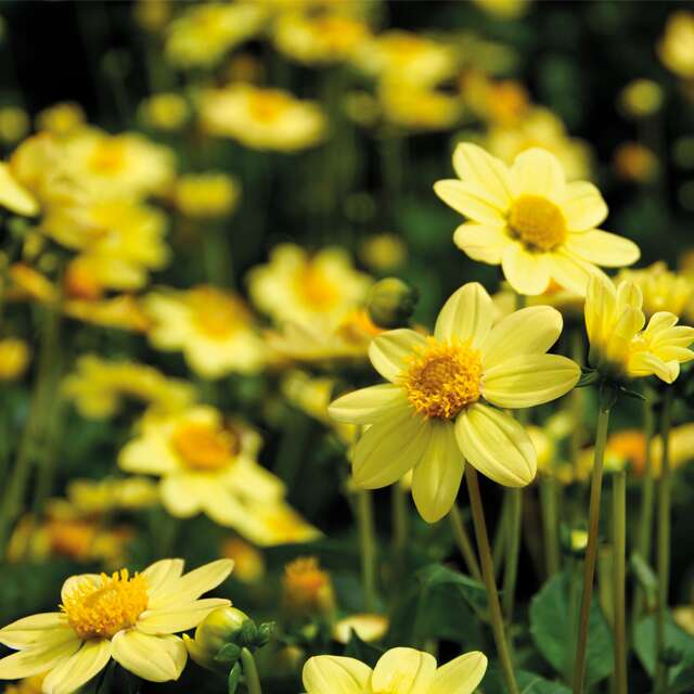 DAHLIA p - topmix Yellow 1/1