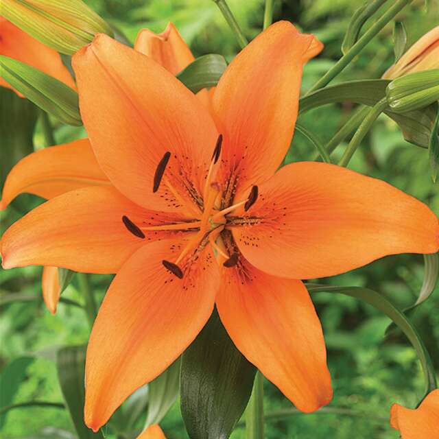 LILIUM p Orange 1/1