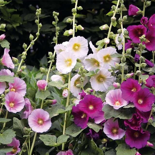 ALCEA p Mix 3/1