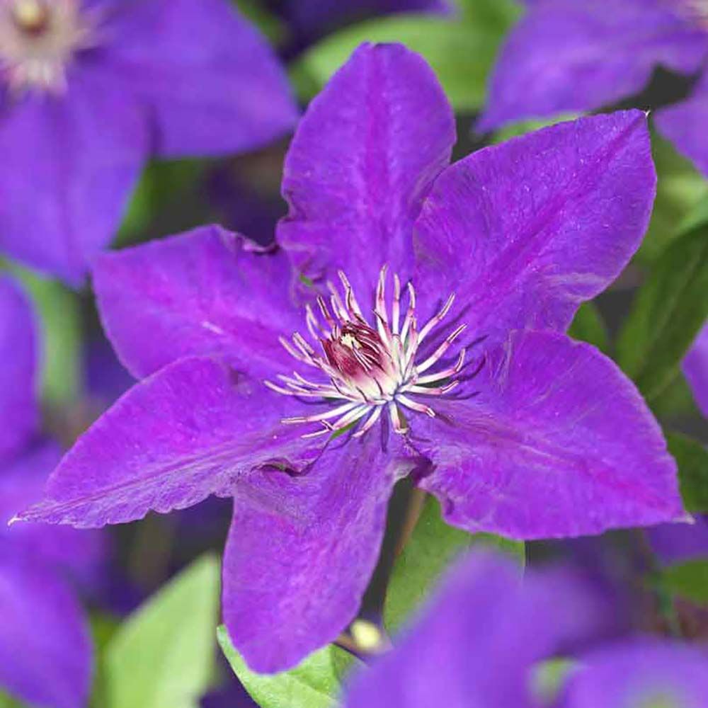 Clematis The President