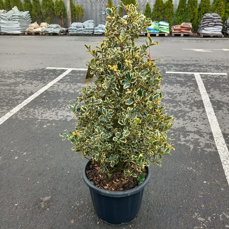 Ilex aquifolium variegatum 125/150 cm