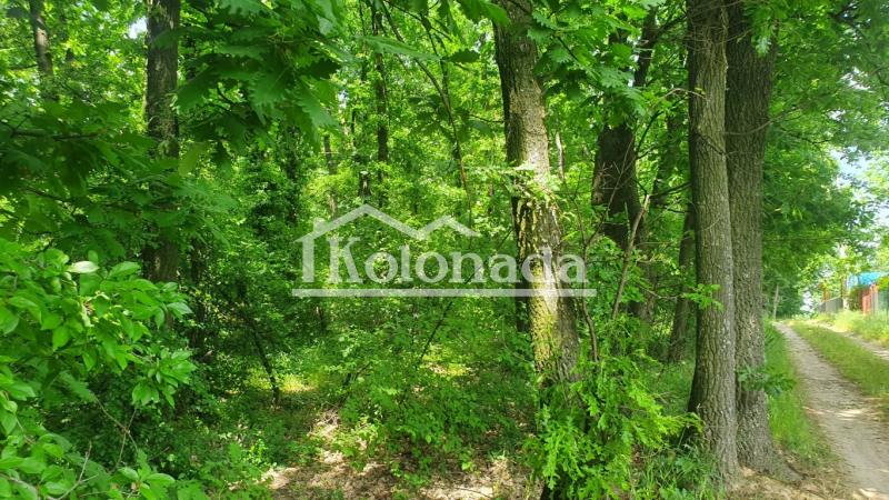 Plac u hrastovoj šumi, Babe, Sopot, Kosmaj ID#5721 45.000 €