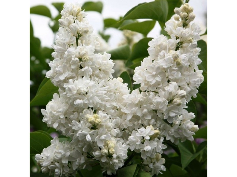 Jorgovan - beli dupli cvet - sadnica