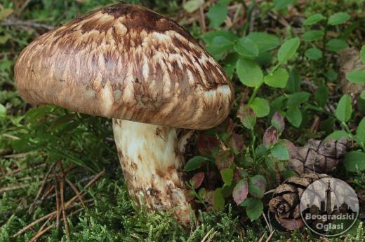 Susene pecurke matsutake