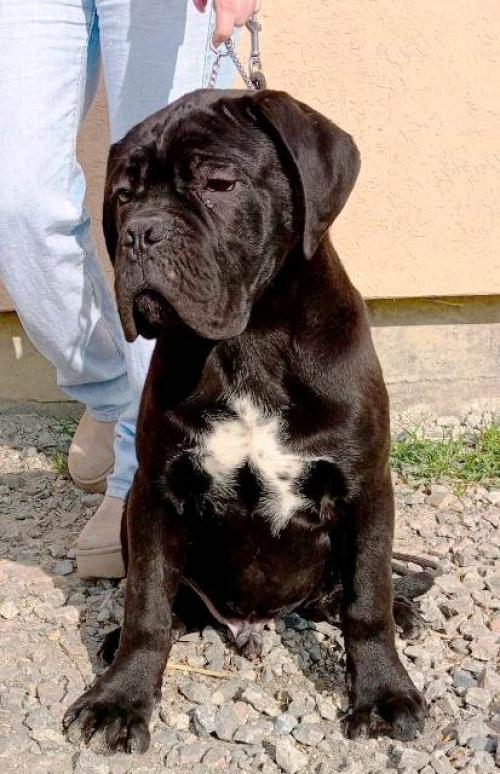 Cane Corso štenci