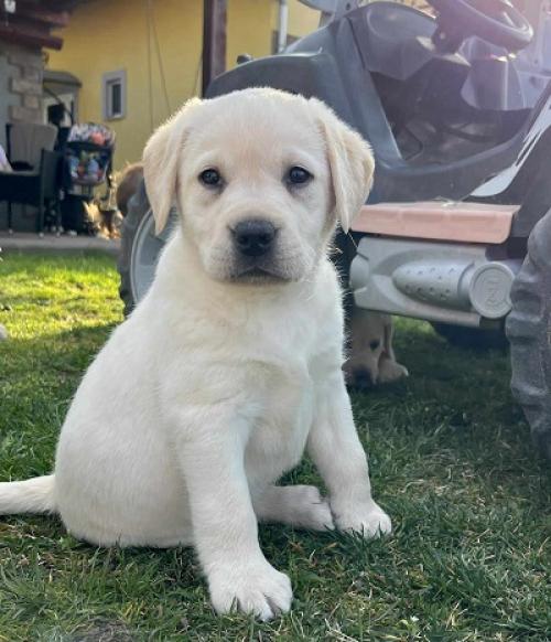 Labrador retriver štenci