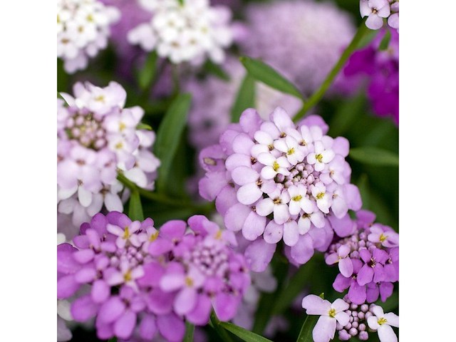 IBERIS (Iberis umbellata) - 50 SEMENA