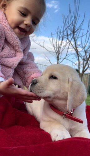 Labrador retriver štenci