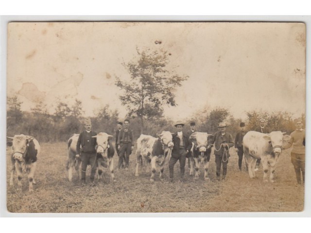 Stara fotografija seljaci sa bikovimaMladenovac-Krivski