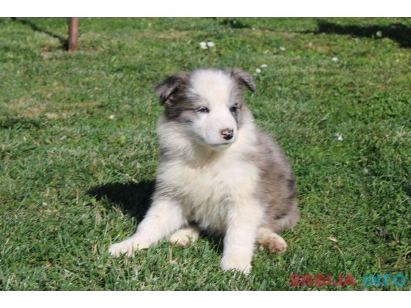 Štenci Border collie