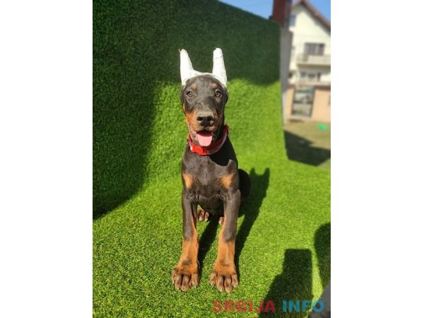 Doberman ženke
