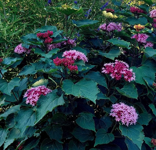 Clerodendrum bungei 30-40cm