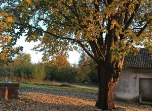 Prodaja Kuća - Barajevo, Beljina