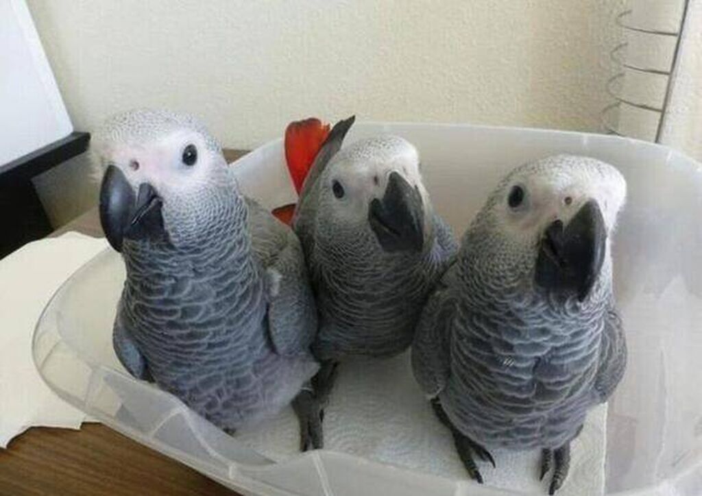 Афрички сиви папагаји на продају И мушко и женско су доступни и