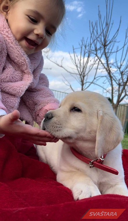 Labrador retriver štenci