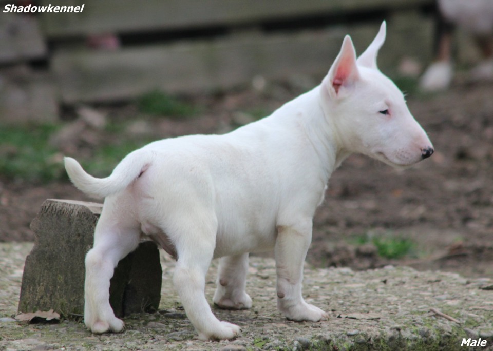 Minijaturni Bull Terijer štenci