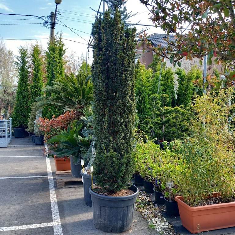 Taxus baccata Fastigiata Aurea 200/250 cm