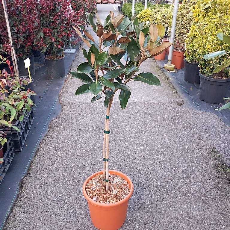 Magnolia grandiflora Gallisoniensis 80/100 cm na štapu
