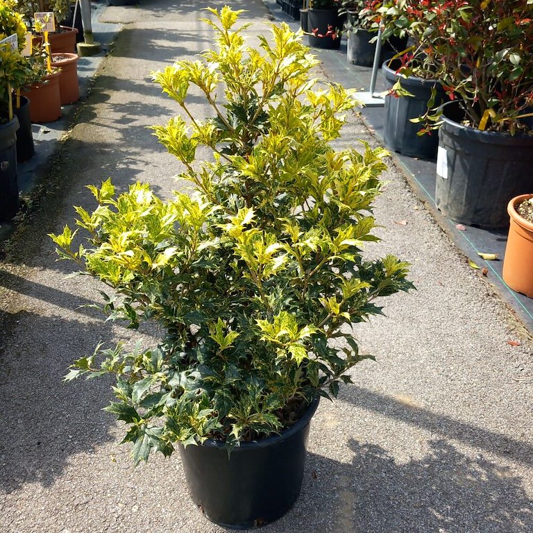 Osmanthus heterophyllus tricolor 60 cm
