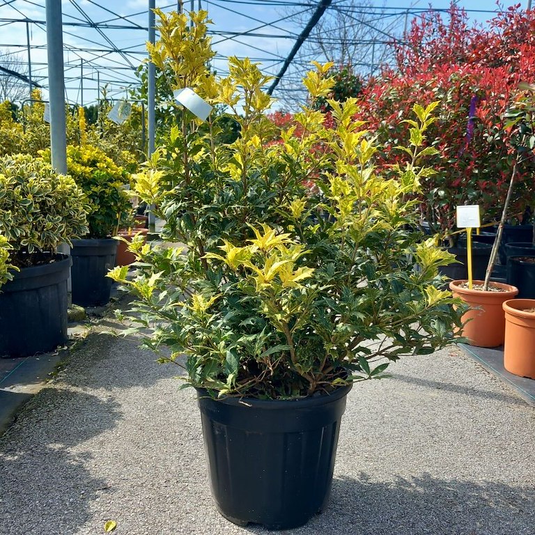 Osmanthus heterophyllus tricolor 70 cm