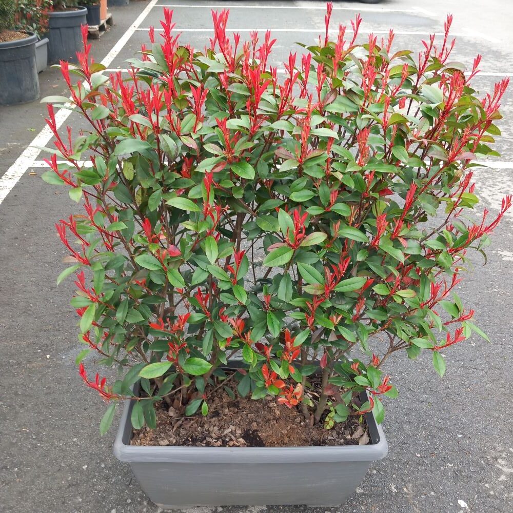 Photinia serrulata Red robin špalir 110 x 55 cm