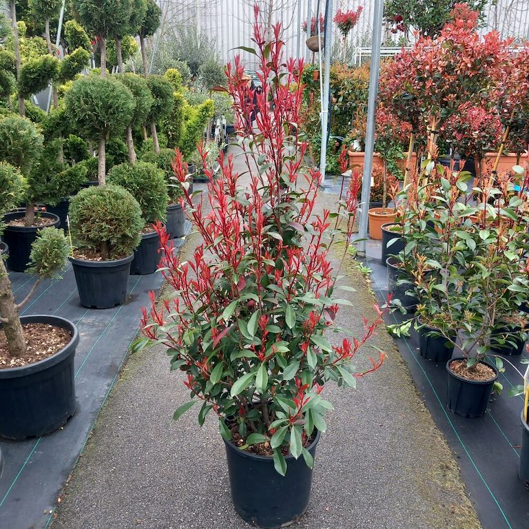 Photinia x fraseri Carre Rouge 30 – 40 cm