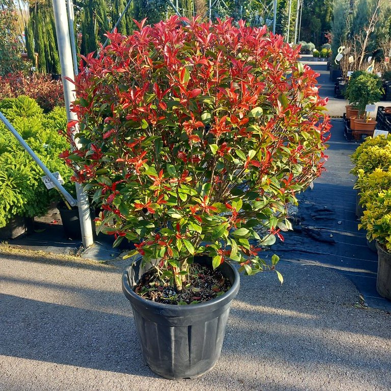 Photinia x fraseri Carre Rouge 80/100 cm