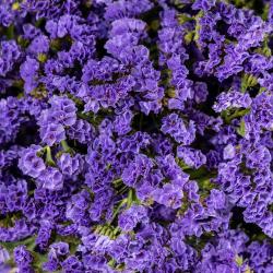 Statice - limonium sinuatum - lila-plave boje -SEME