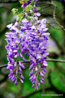 Plava kiša - Wisteria sinensis SEME