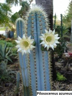 Pilosocereus azureus - 5 semenki