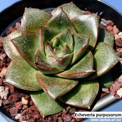 Echeveria purpusorum - 20 semenki