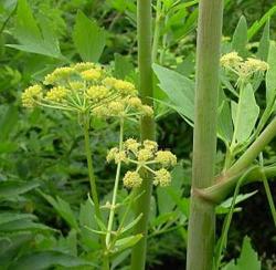 Selen - Levisticum Officinale (800 semenki)