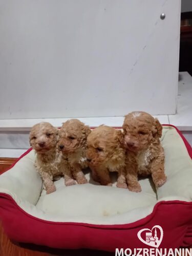 Maltipoo stenci