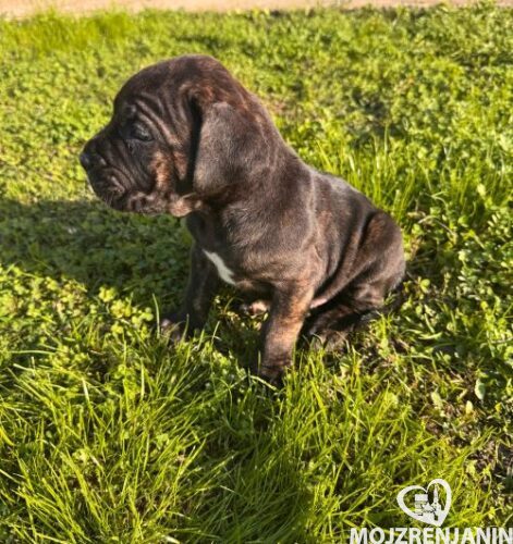 Cane Corso štenci