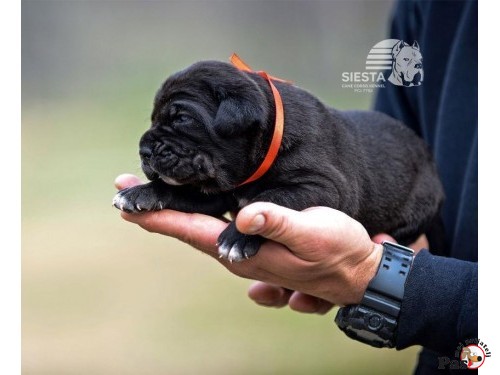 Cane Corso