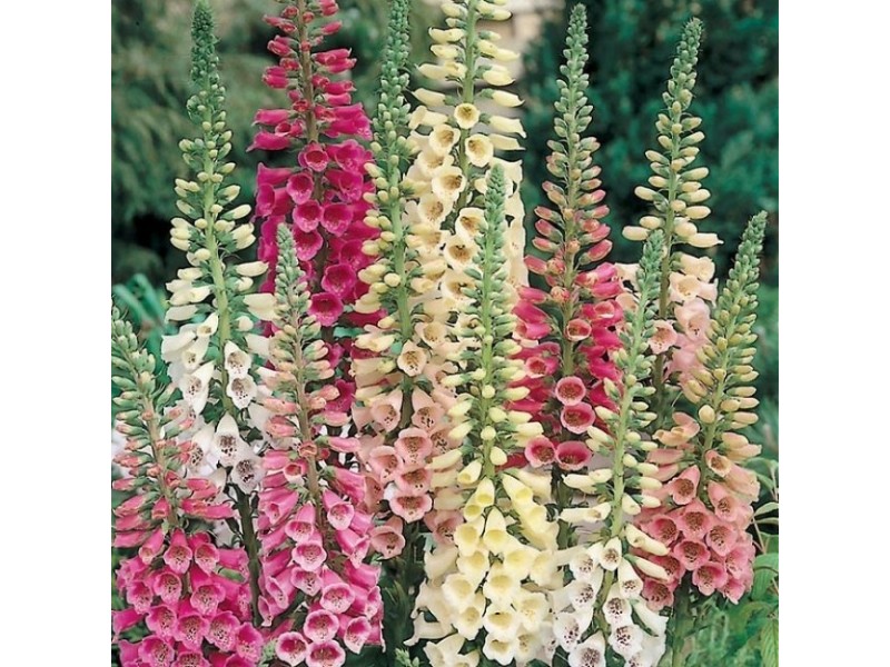 Digitalis purpurea