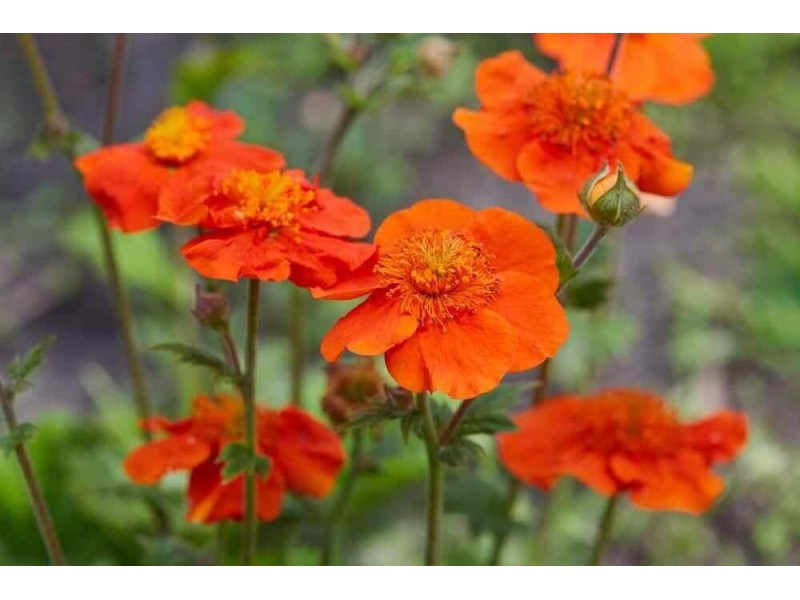 Geum coccineum - blazenak