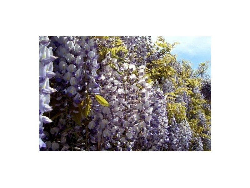 Plava kiša - Wisteria sinensis SEME