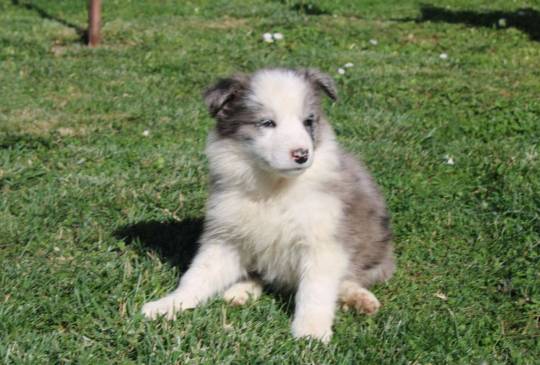 Štenci Border collie