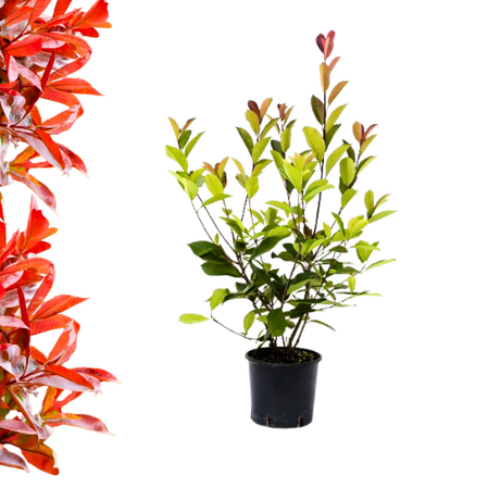 Photinia fraseri - Red Robin 60-70cm