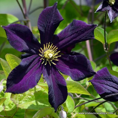 Clematis ‘Romantika’