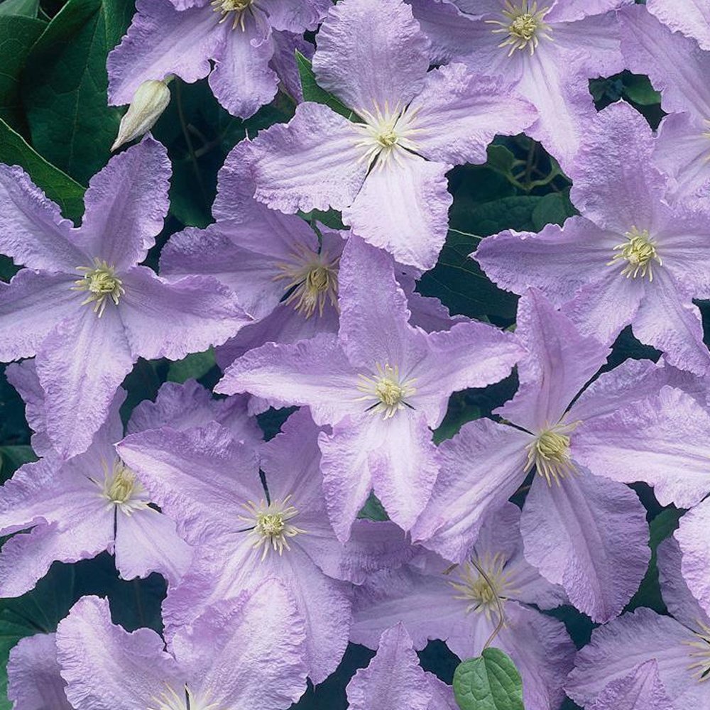 Clematis ‘Blue Angel’