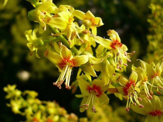 Kelreuterija (Koelreuteria paniculata)