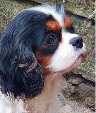 Cavalier king Charles spanijel